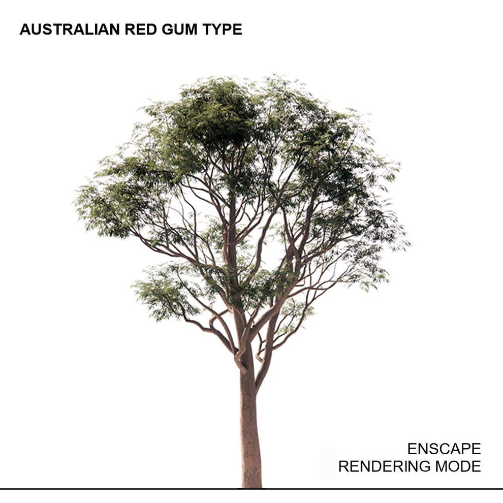 Sydney Red Gum Tree – BIMcraftHQ